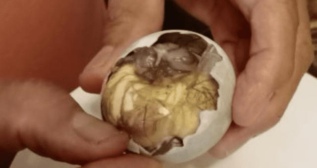 Is BALUT The Most Exotic Food Ever? | March 2023