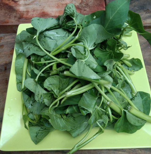 KUHOL: Edible Golden Apple Snails | March 2023