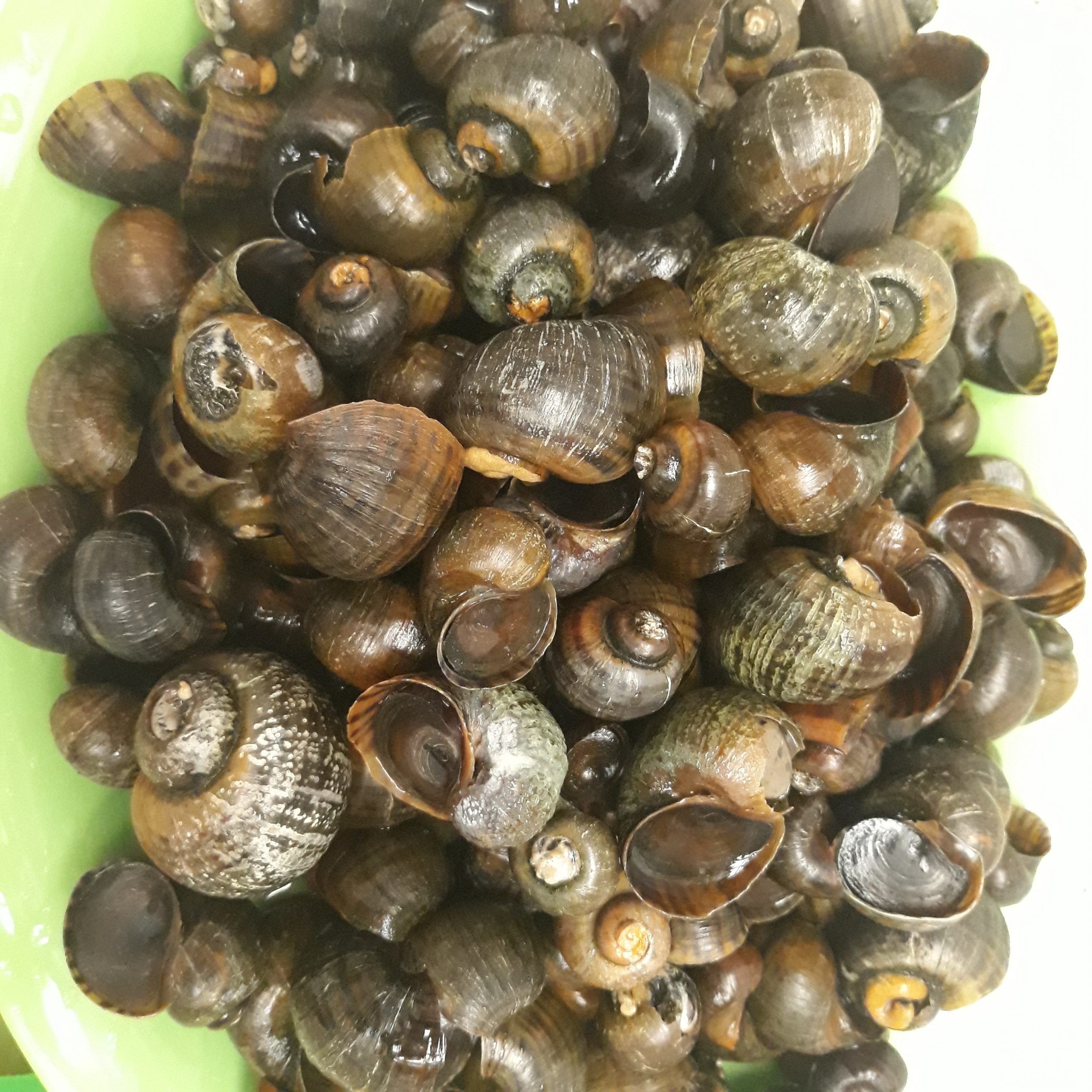 KUHOL: Edible Golden Apple Snails | March 2023