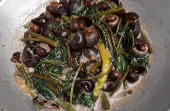 KUHOL: Edible Golden Apple Snails | March 2023